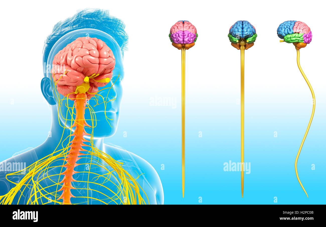 Illustrazione del cervello umano e il midollo spinale e le regioni del ...