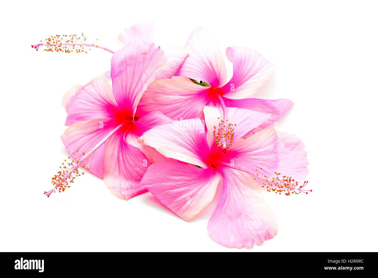 Ibisco tropicale rosa immagini e fotografie stock ad alta risoluzione ...