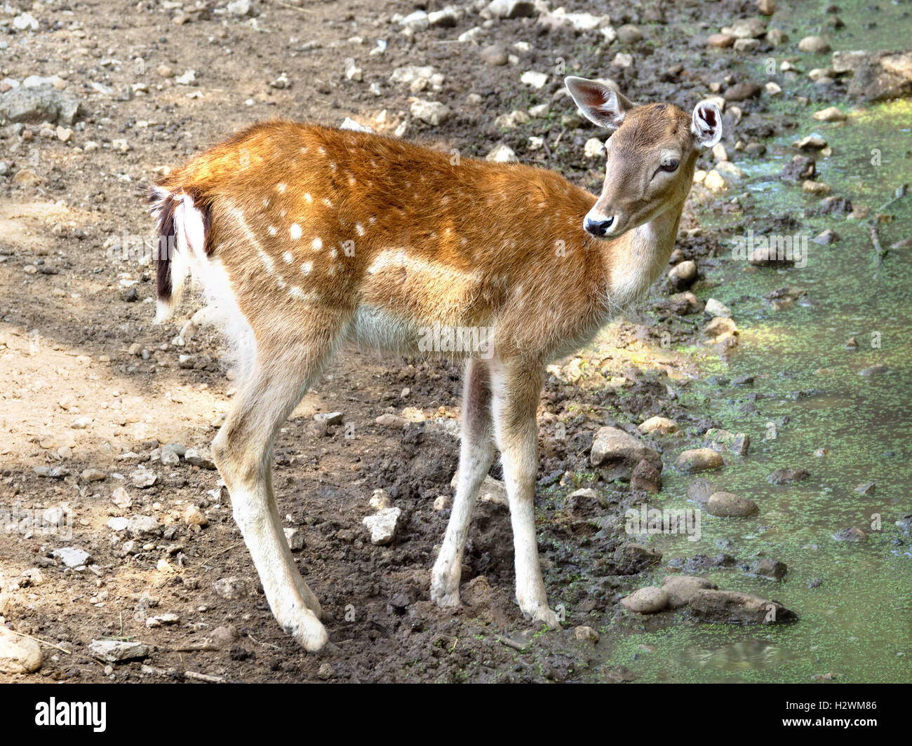 Cervo e capriolo immagini e fotografie stock ad alta risoluzione - Alamy