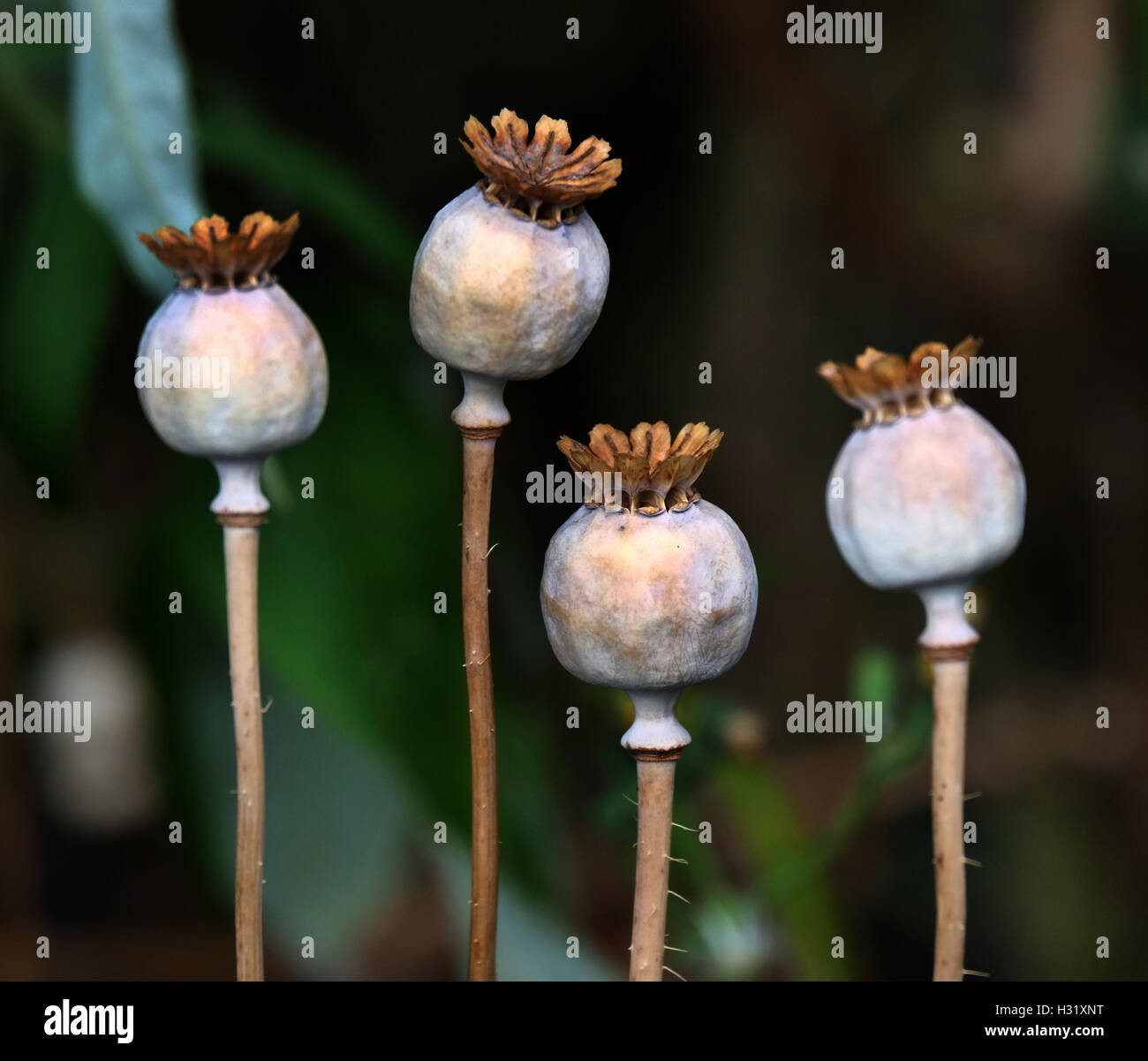 Teste di grandi dimensioni immagini e fotografie stock ad alta ...