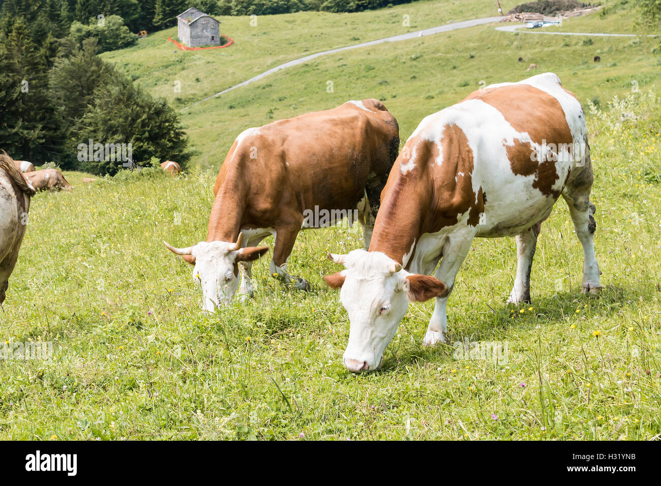 Mucche al pascolo nel prato immagini e fotografie stock ad alta ...