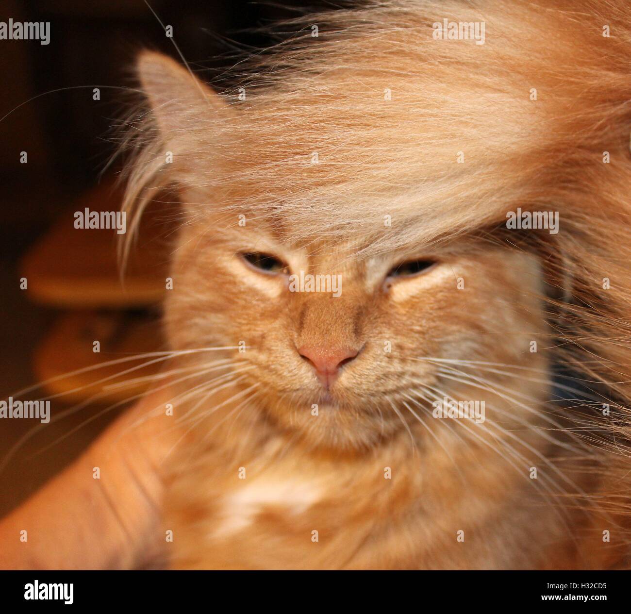 Gatto con la parrucca divertente immagini e fotografie stock ad alta ...