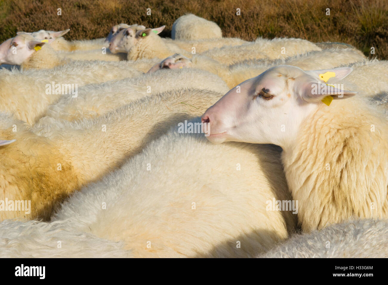 Gregge o gregge di pecore immagini e fotografie stock ad alta ...