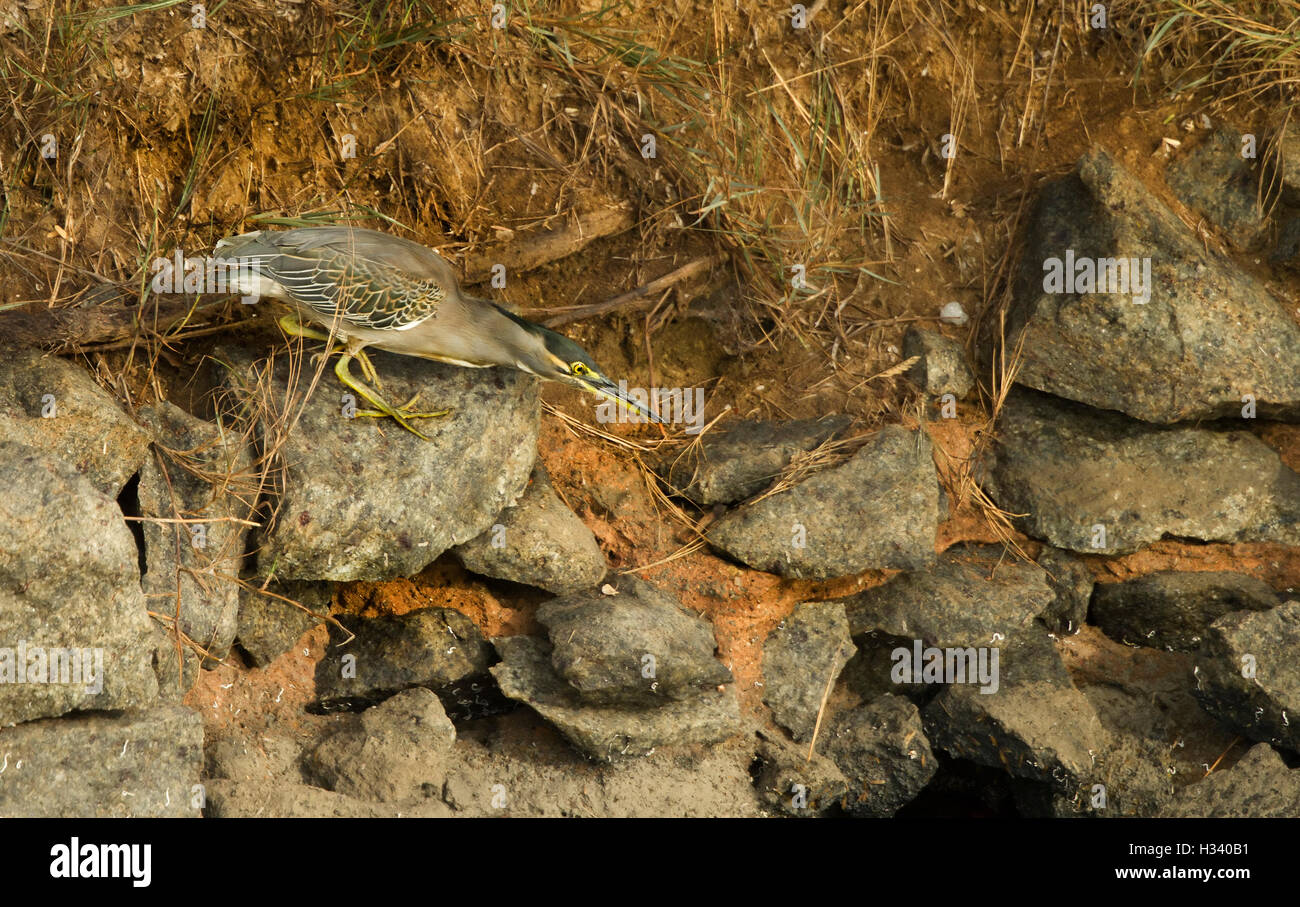 Sfondo grigio striato immagini e fotografie stock ad alta risoluzione ...