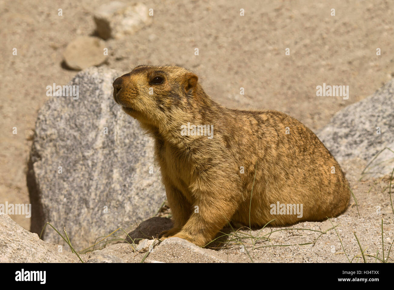 Marmota himalayana immagini e fotografie stock ad alta risoluzione - Alamy