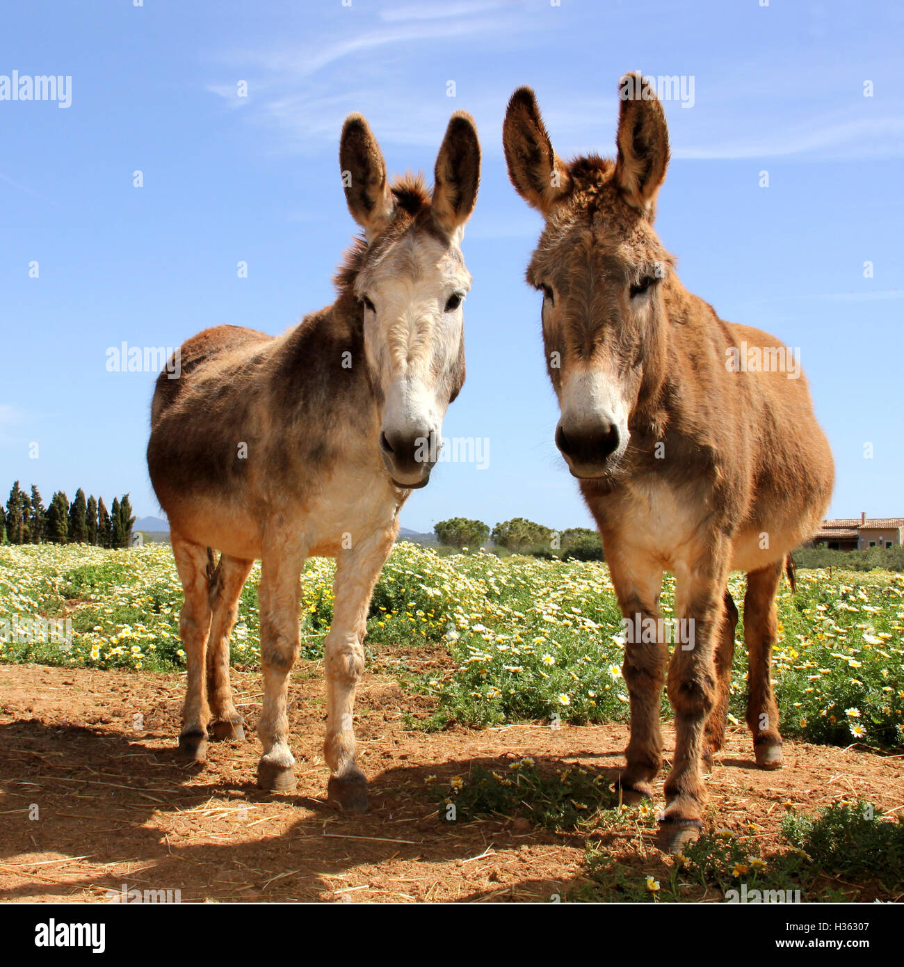 Due asini immagini e fotografie stock ad alta risoluzione - Alamy