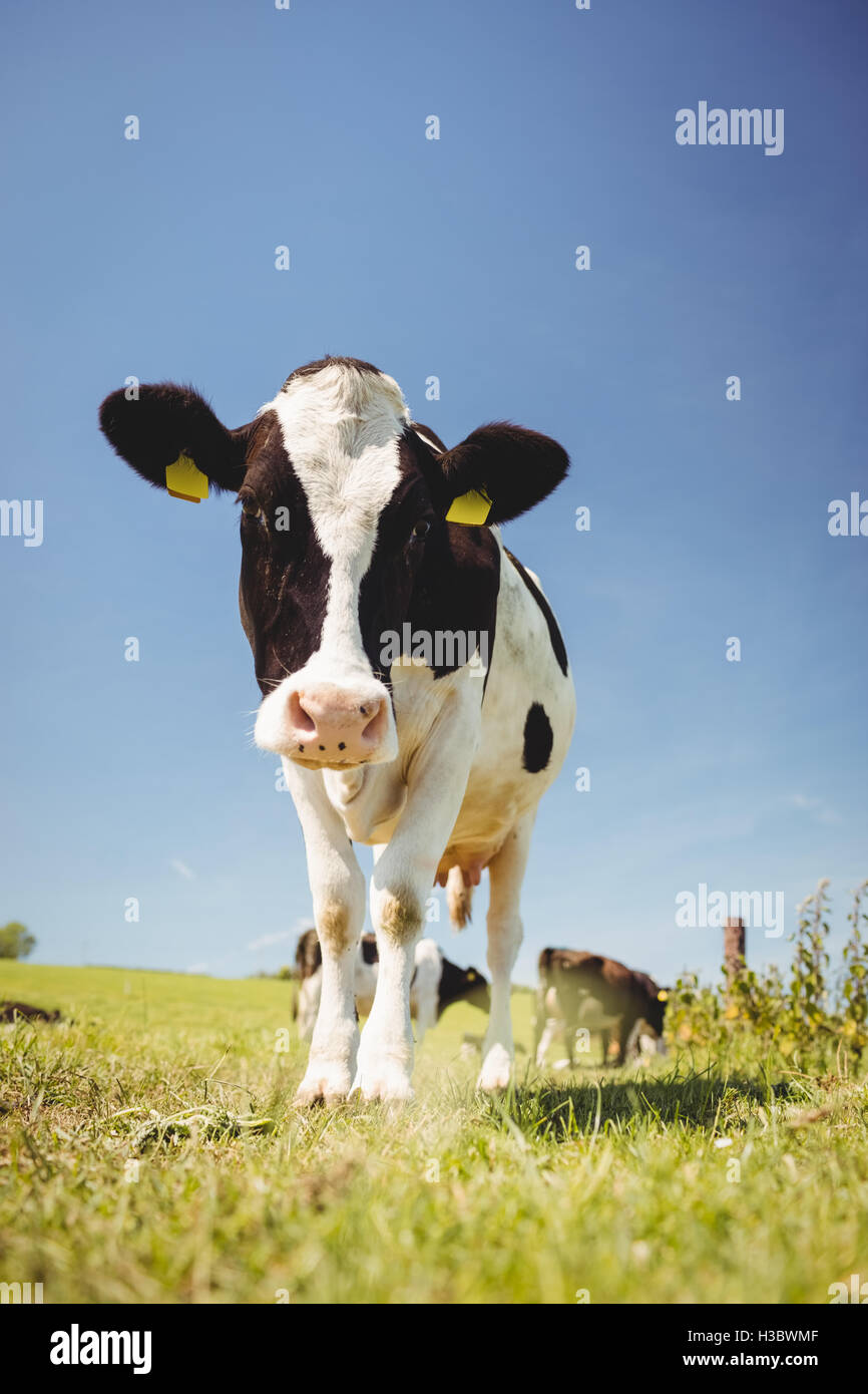 Mucca frisona immagini e fotografie stock ad alta risoluzione - Alamy