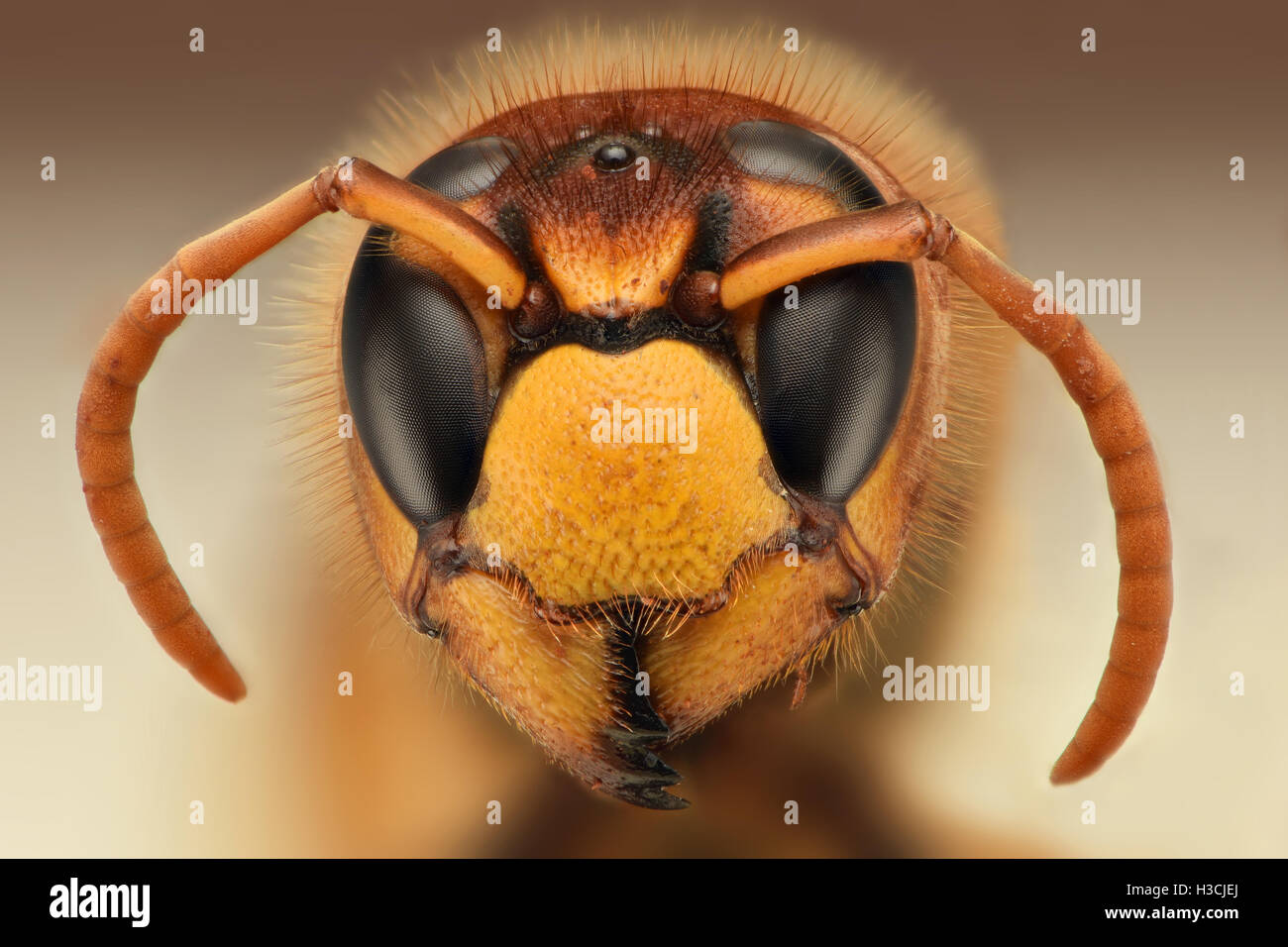 Vespa molto dettagliata immagini e fotografie stock ad alta risoluzione ...