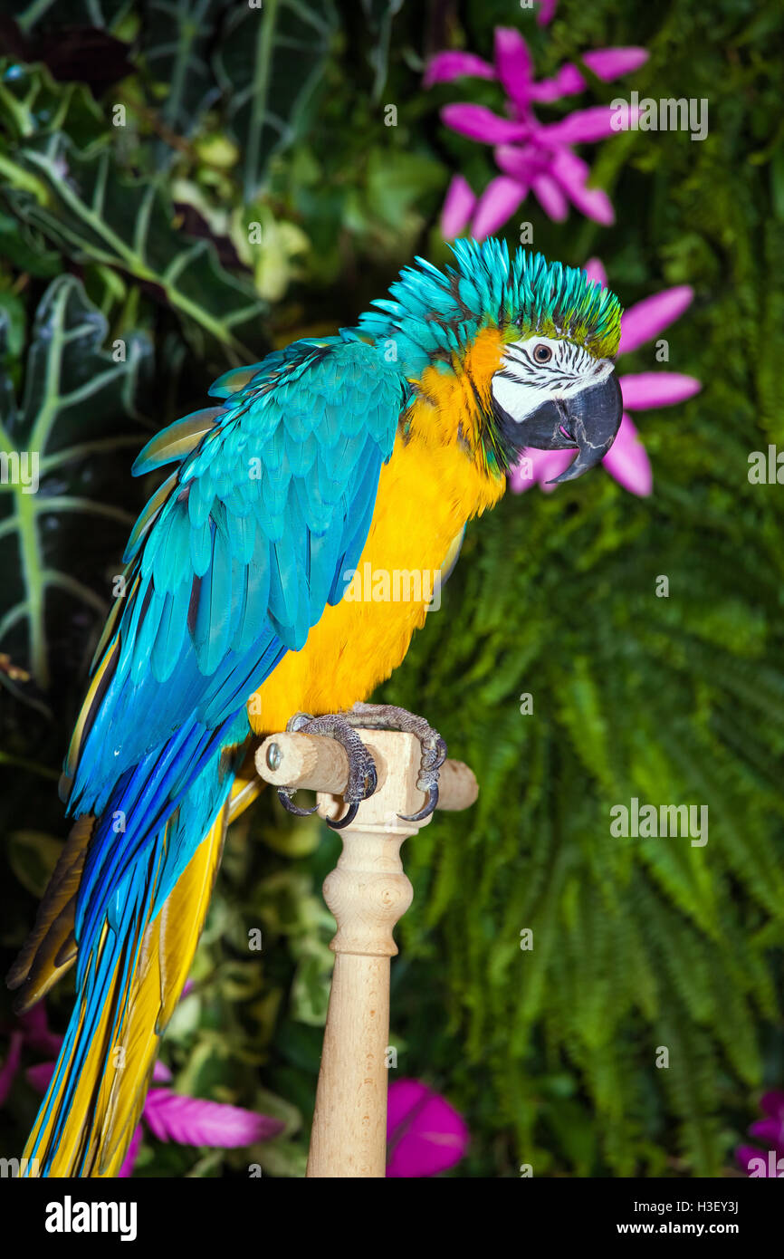 Pappagallo rosso verde immagini e fotografie stock ad alta risoluzione ...