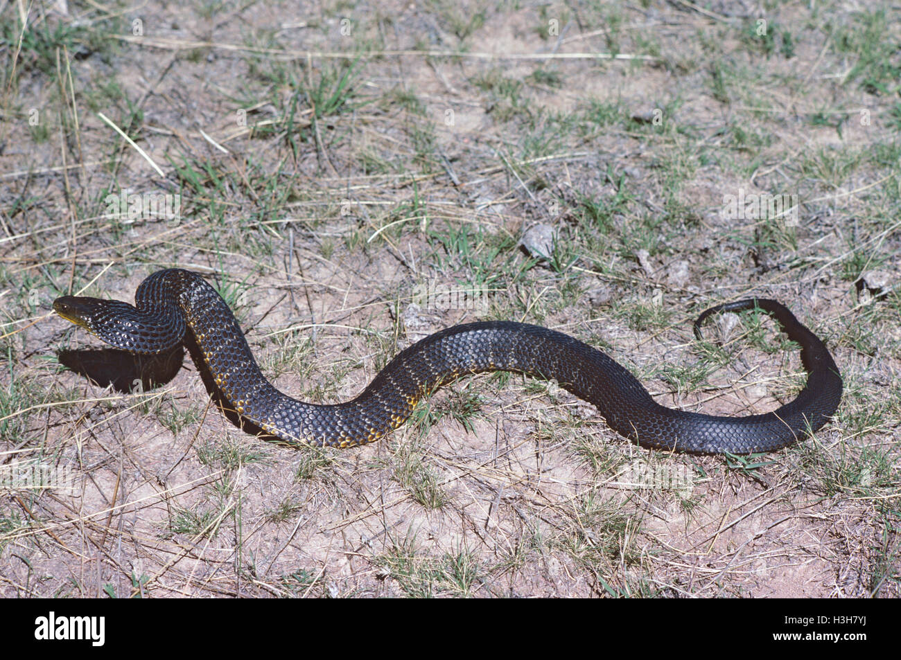 Australian tiger snake immagini e fotografie stock ad alta risoluzione ...