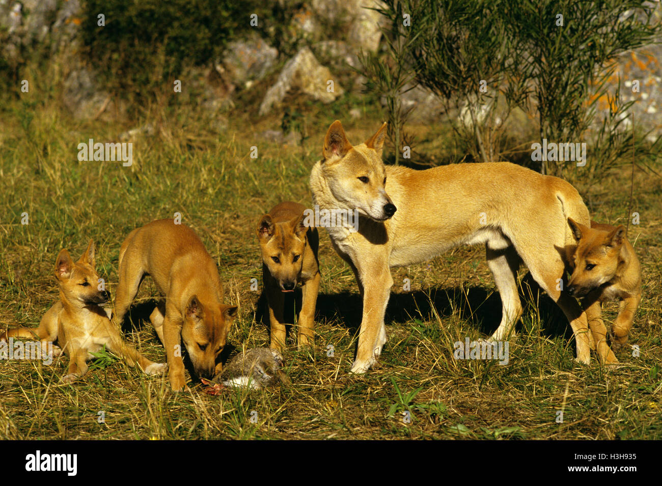 Dingo eating immagini e fotografie stock ad alta risoluzione - Alamy