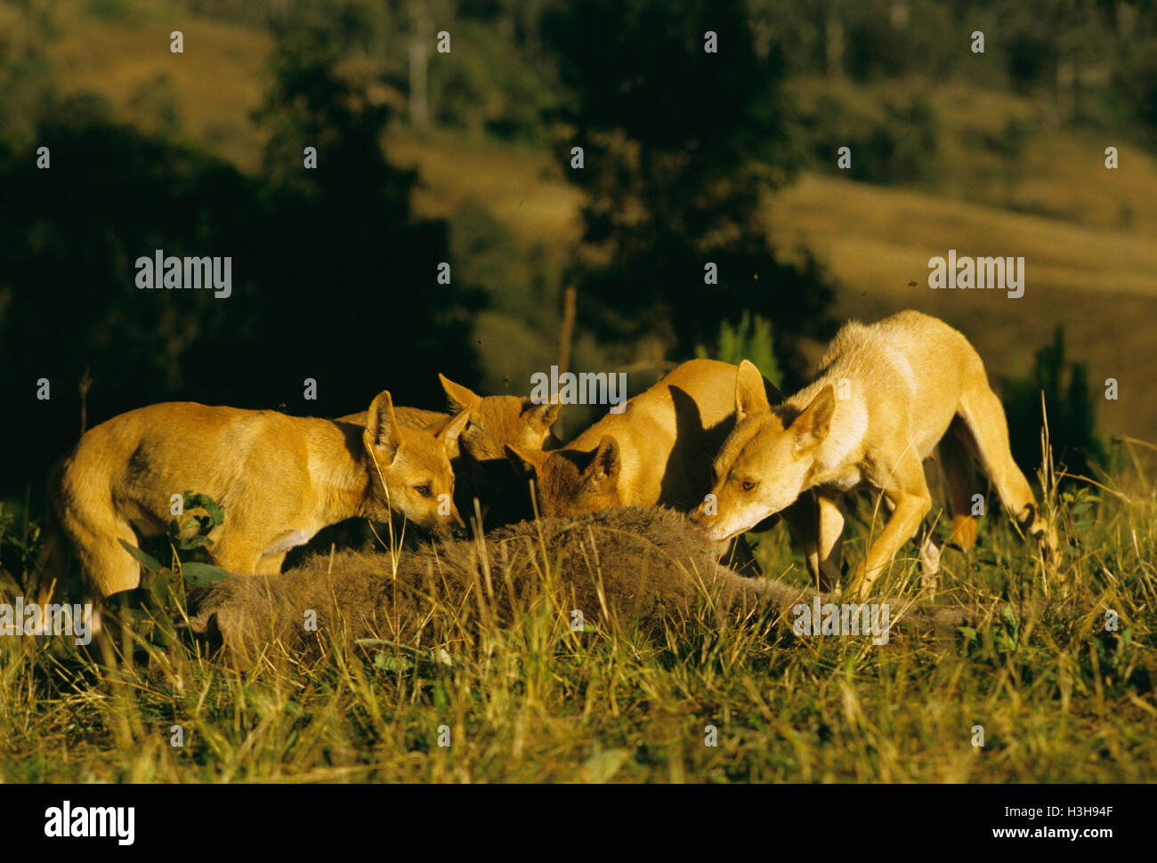Dingo eating immagini e fotografie stock ad alta risoluzione - Alamy