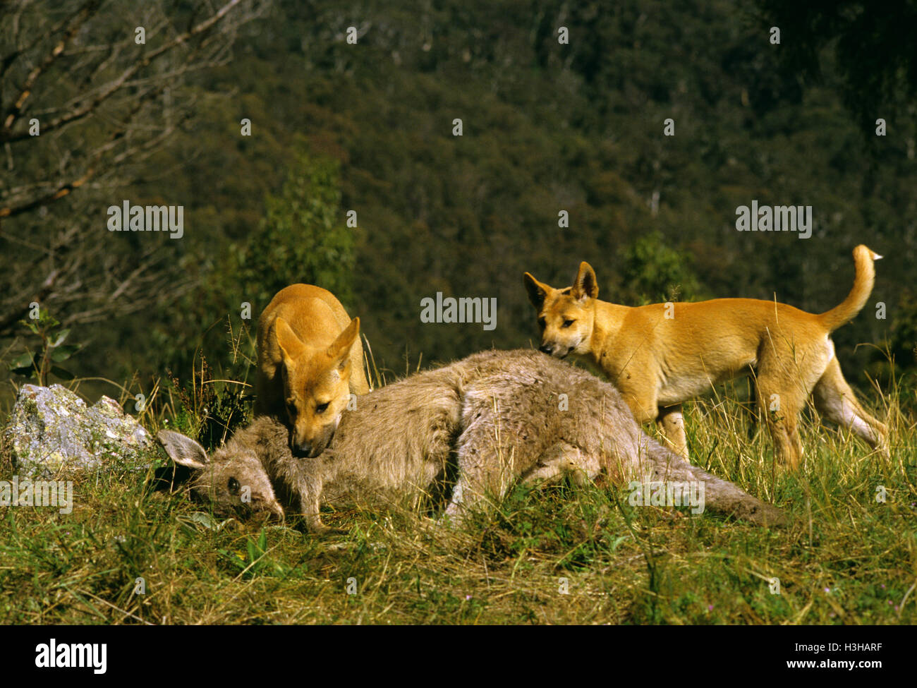 Dingo eating immagini e fotografie stock ad alta risoluzione - Alamy