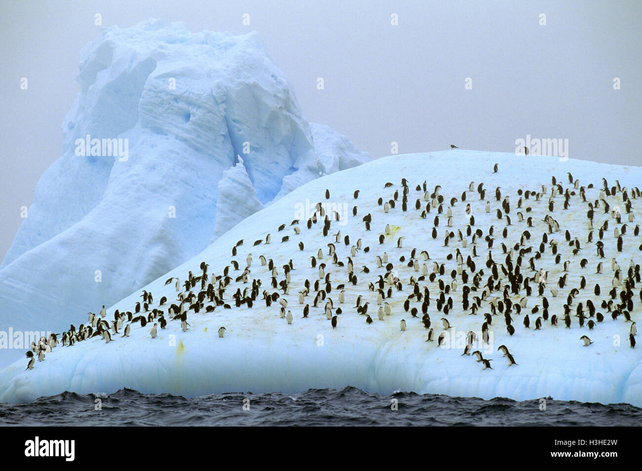 Sottogola pinguino pygoscelis antartide immagini e fotografie stock ad ...