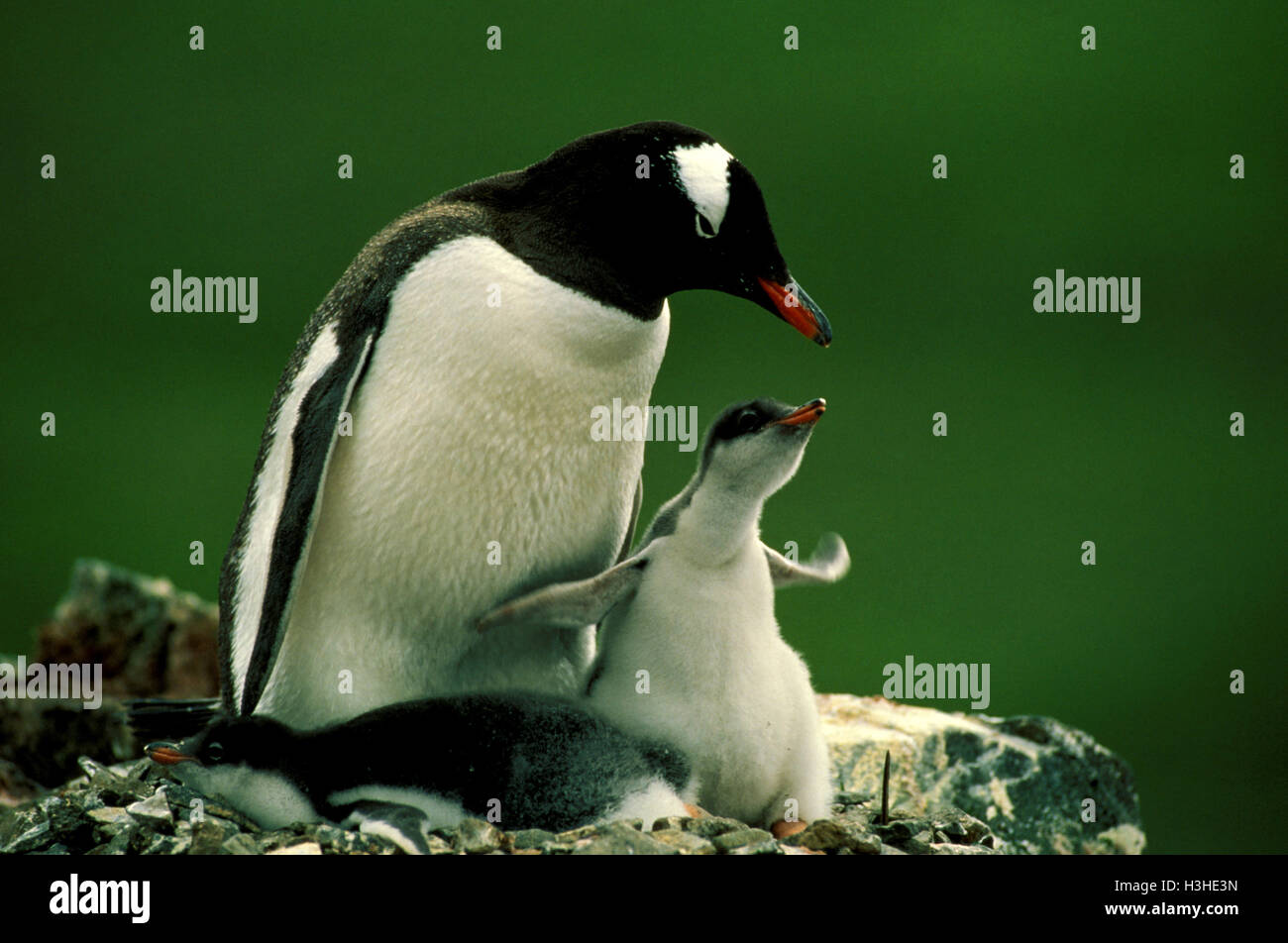 Bambino pinguino immagini e fotografie stock ad alta risoluzione - Alamy