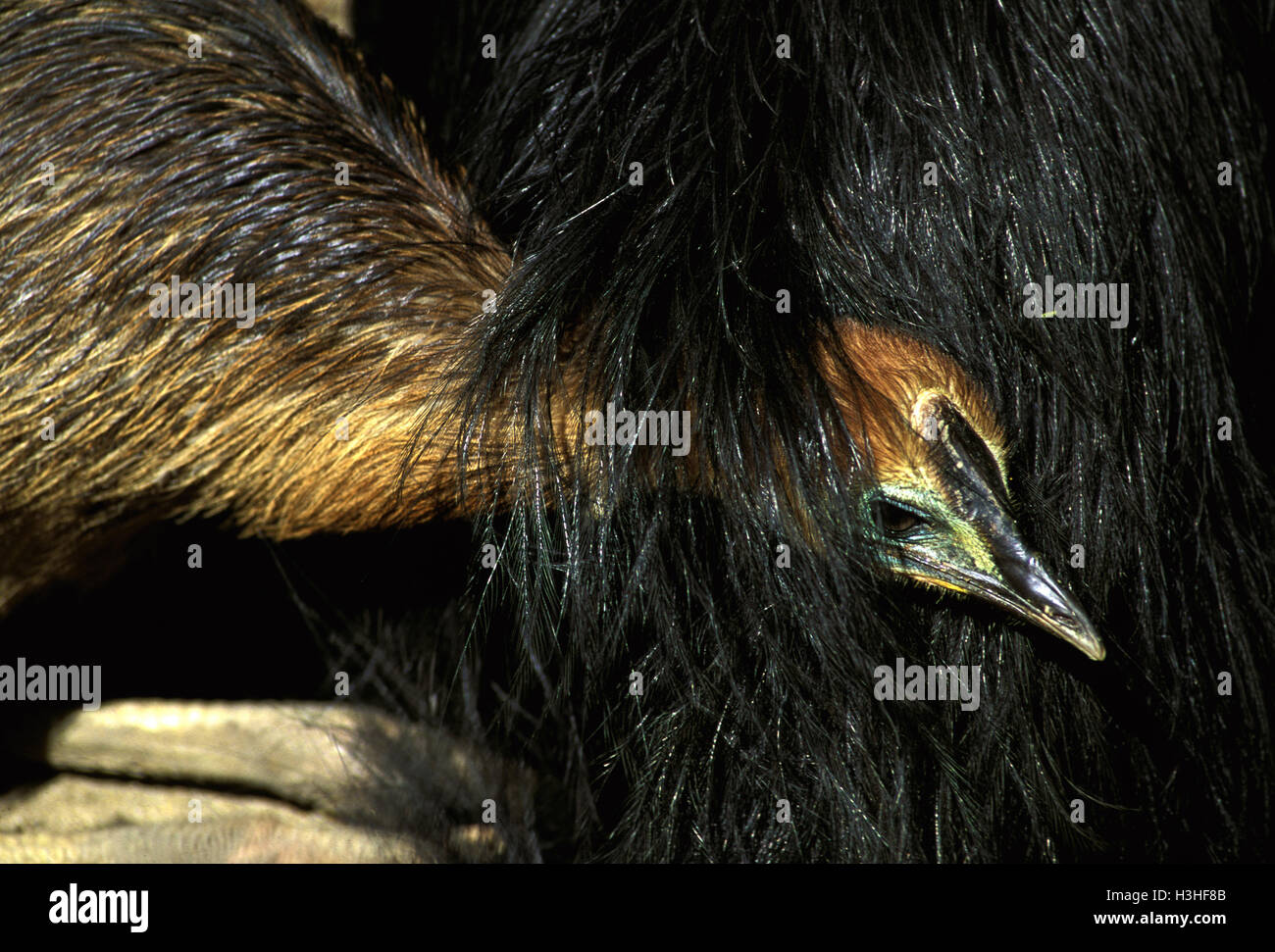 Baby casuario immagini e fotografie stock ad alta risoluzione - Alamy