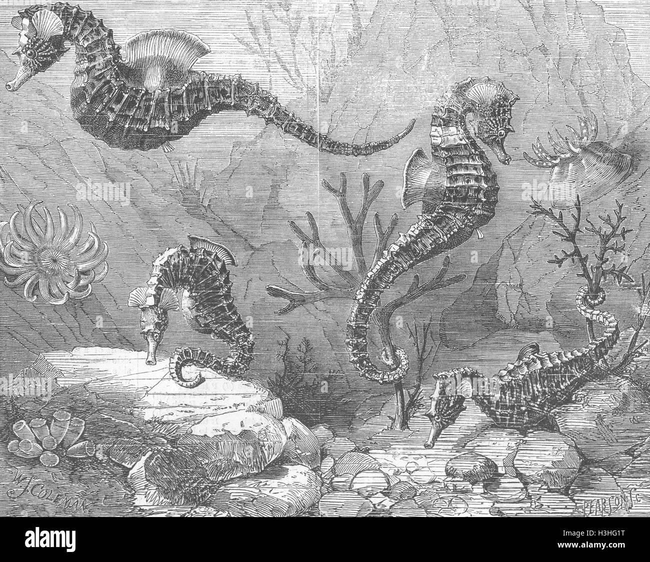 Ippocampo brevirostris immagini e fotografie stock ad alta risoluzione ...