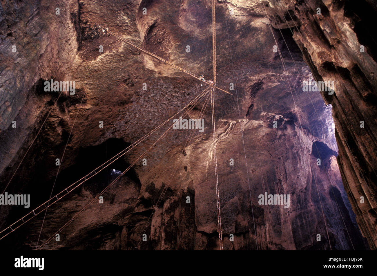 Collocalia maxima immagini e fotografie stock ad alta risoluzione - Alamy