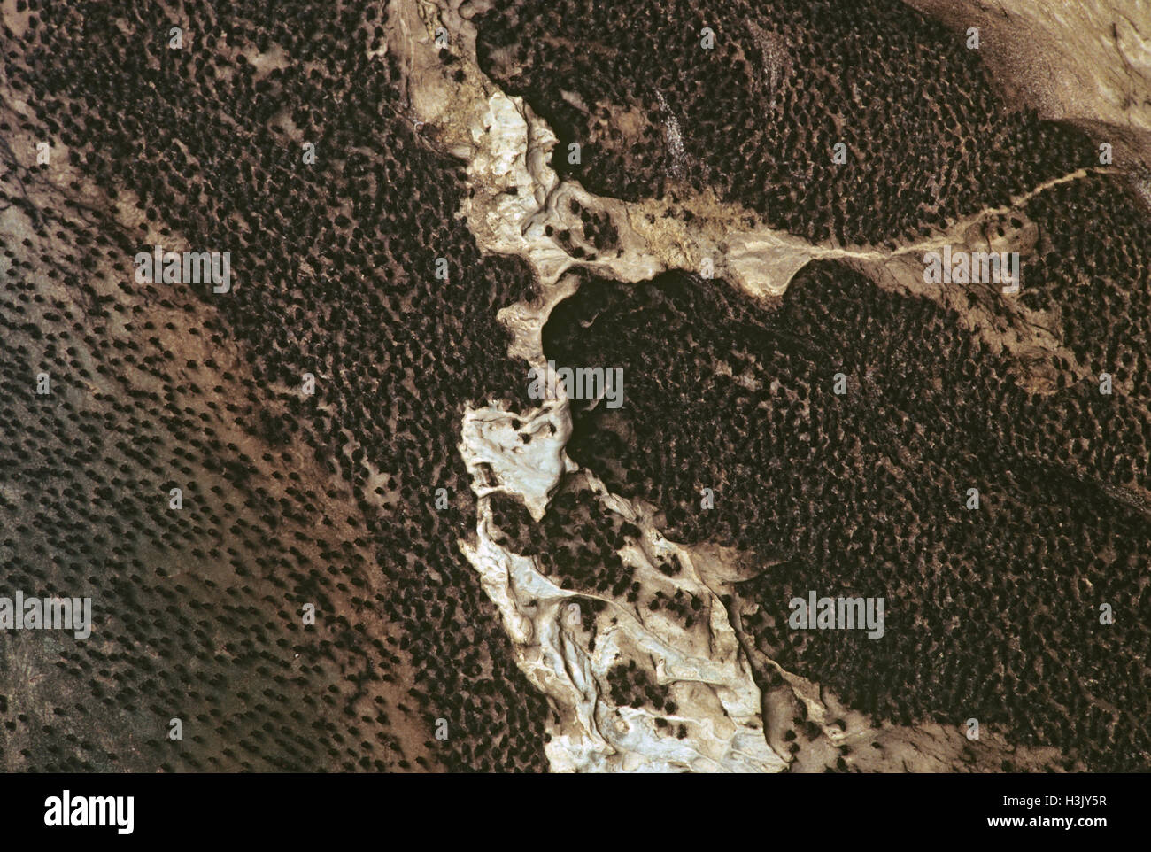 Collocalia maxima immagini e fotografie stock ad alta risoluzione - Alamy