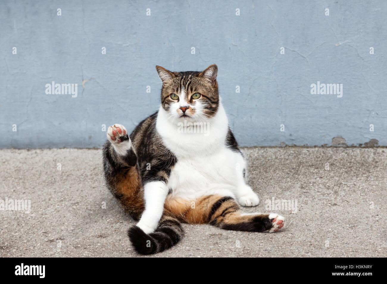 Gatto grasso immagini e fotografie stock ad alta risoluzione - Alamy