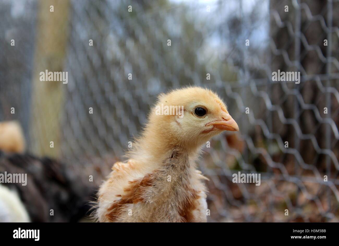 Pulcino marrone immagini e fotografie stock ad alta risoluzione - Alamy