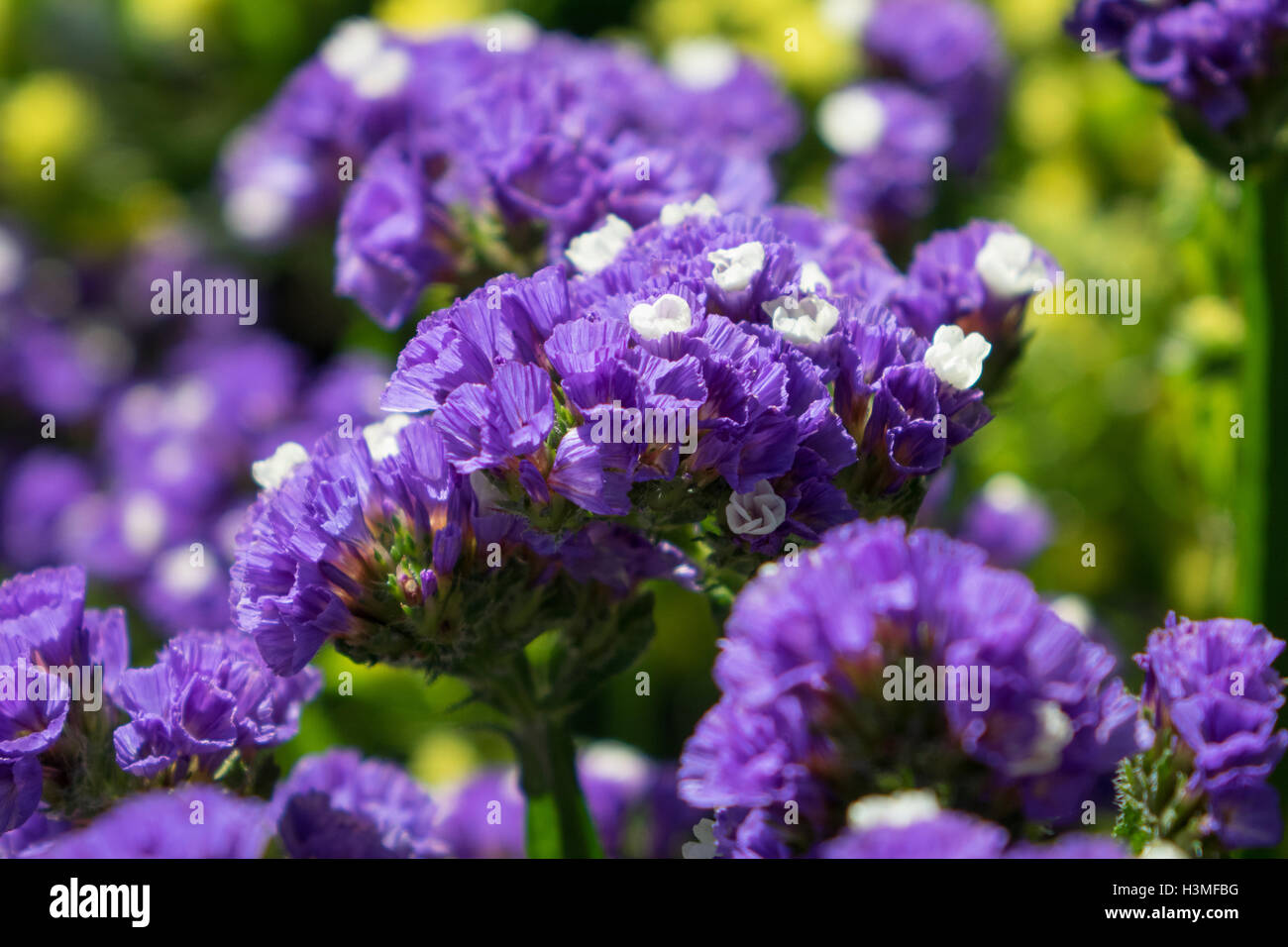 Per sempre viola immagini e fotografie stock ad alta risoluzione - Alamy