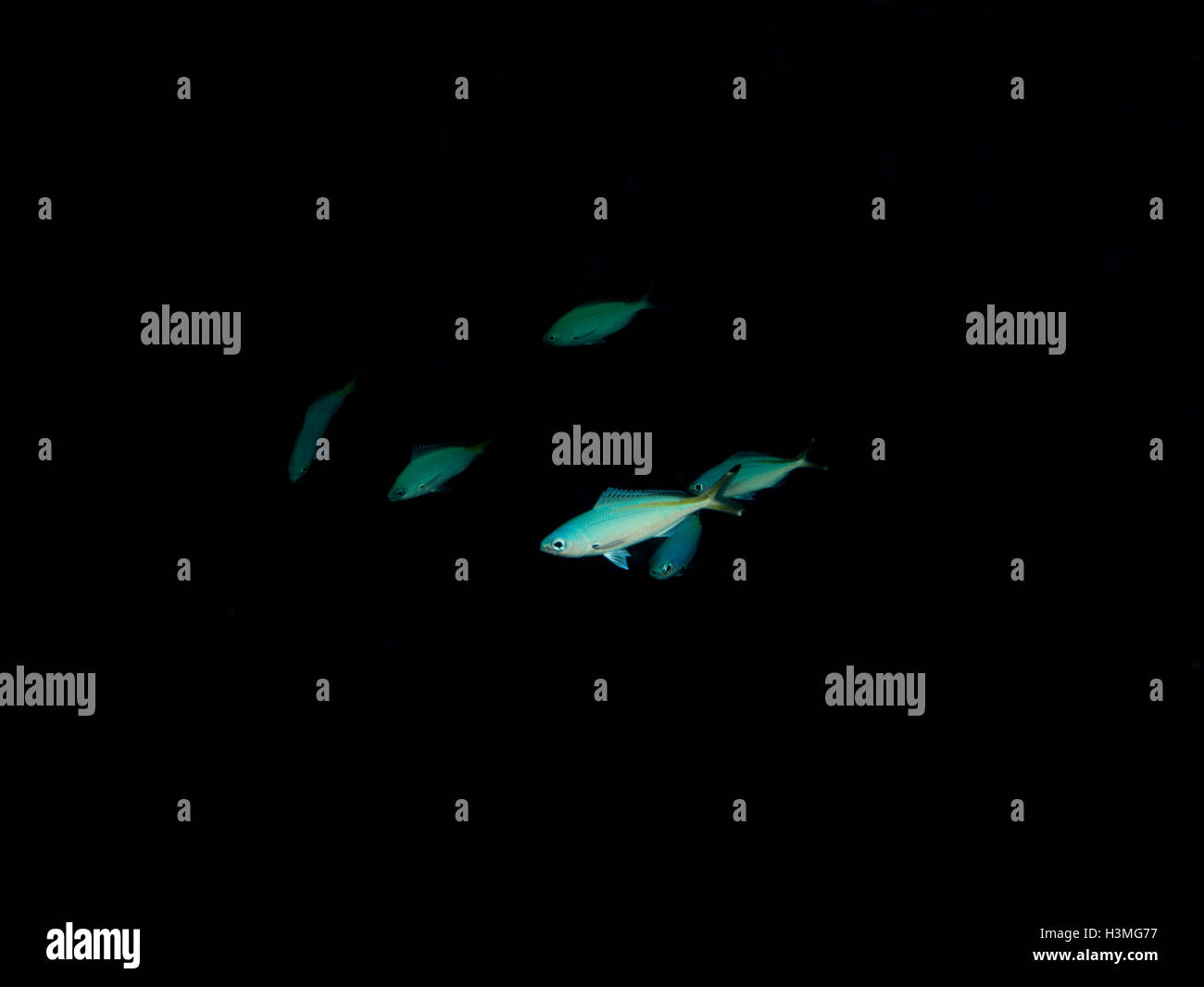 Suez fusilier immagini e fotografie stock ad alta risoluzione - Alamy