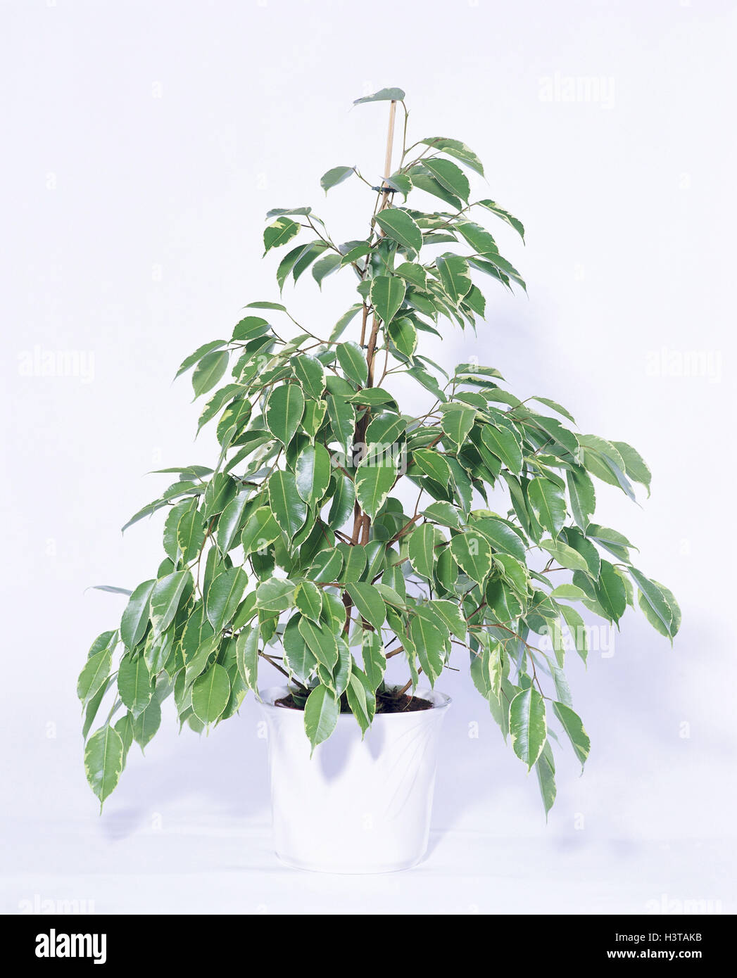 Pianta in vaso, betulla fig, ficus benjamina impianto indoor, pianta ...