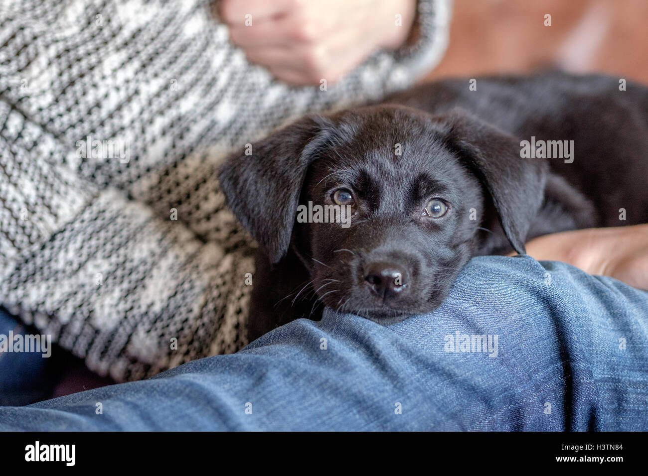 Cucciolo di labrador retriever nero immagini e fotografie stock ad alta ...