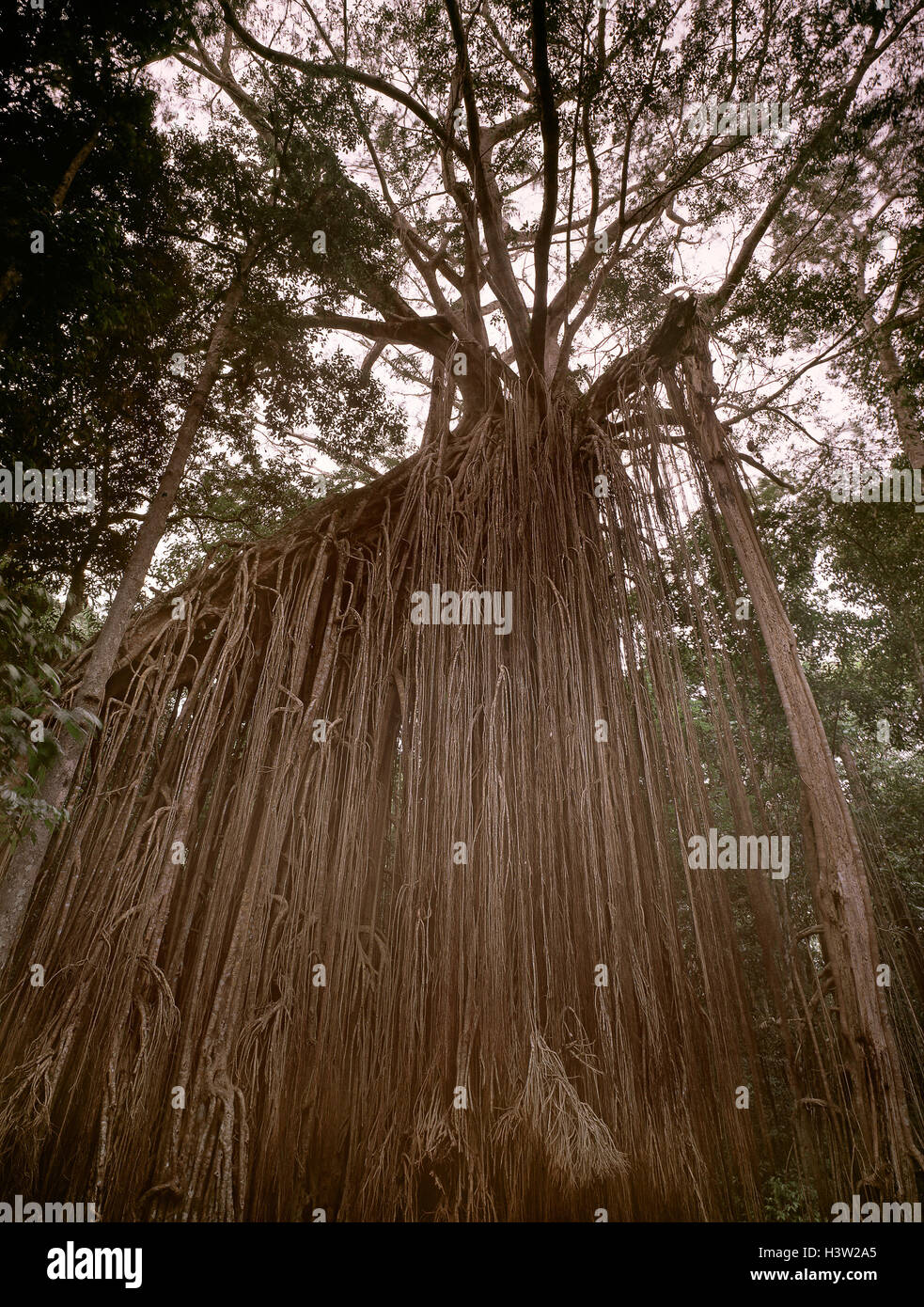 Ficus parassita di fico immagini e fotografie stock ad alta risoluzione ...