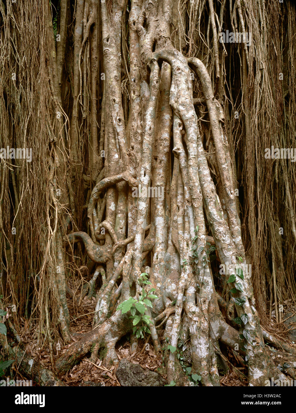 Ficus parassita di fico immagini e fotografie stock ad alta risoluzione ...
