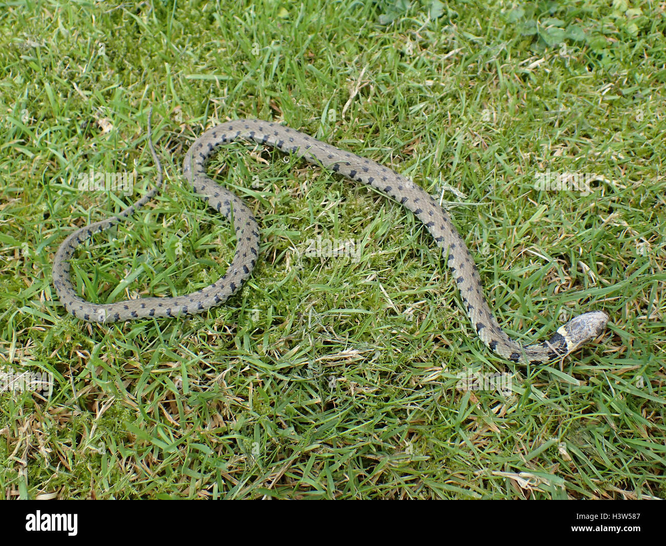 Maschio di biscia dal collare (Natrix natrix) su un prato con una parte ...