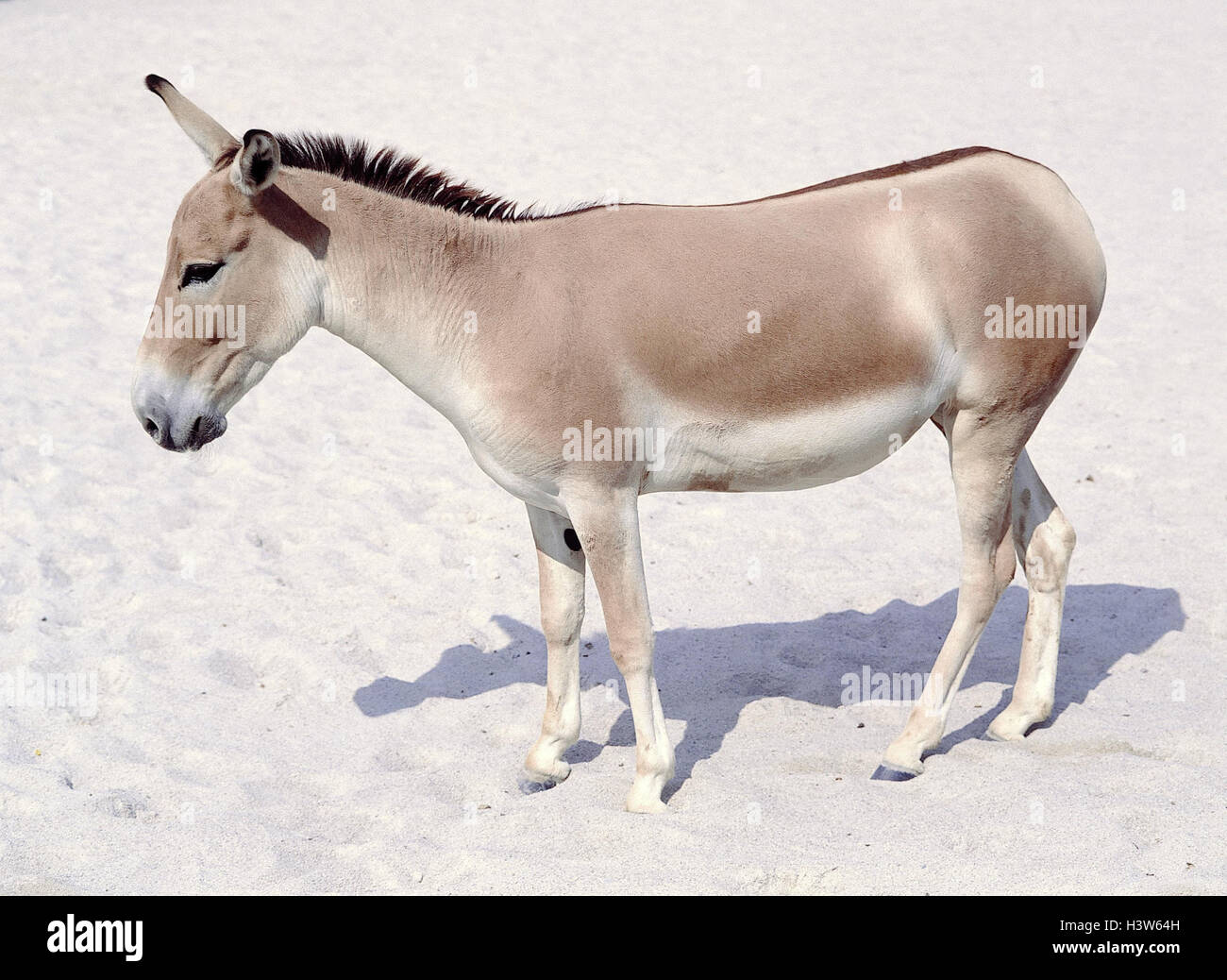 Il persiano metà asino, Equus hemionus onagro, vista laterale, sabbia ...
