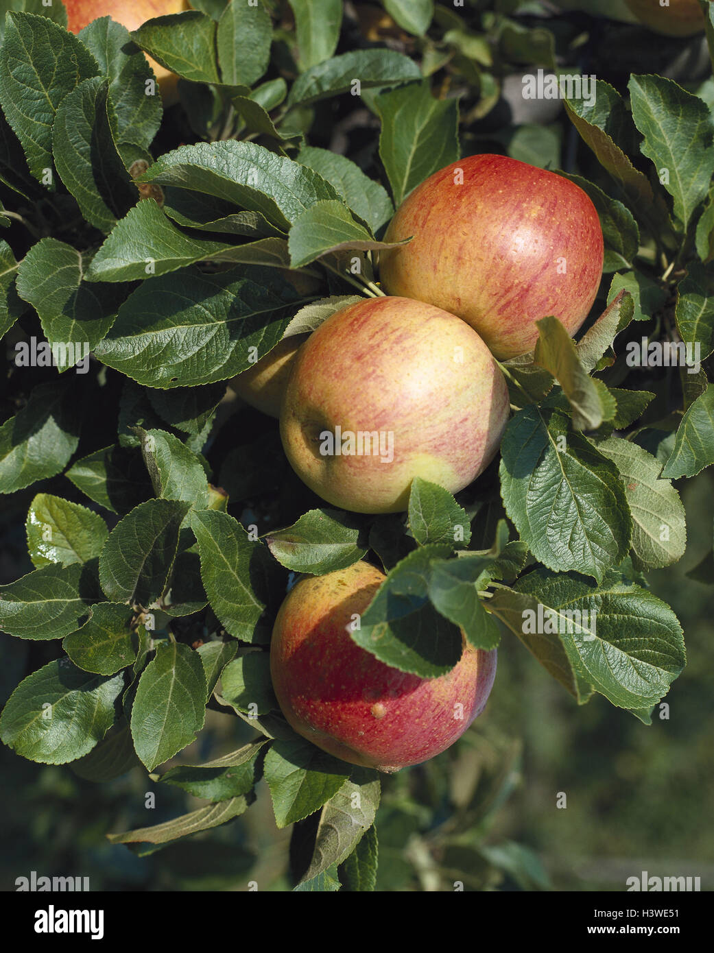 Il melo, rami, mele, " Alkmene " close up, natura, piante utili pianta ...