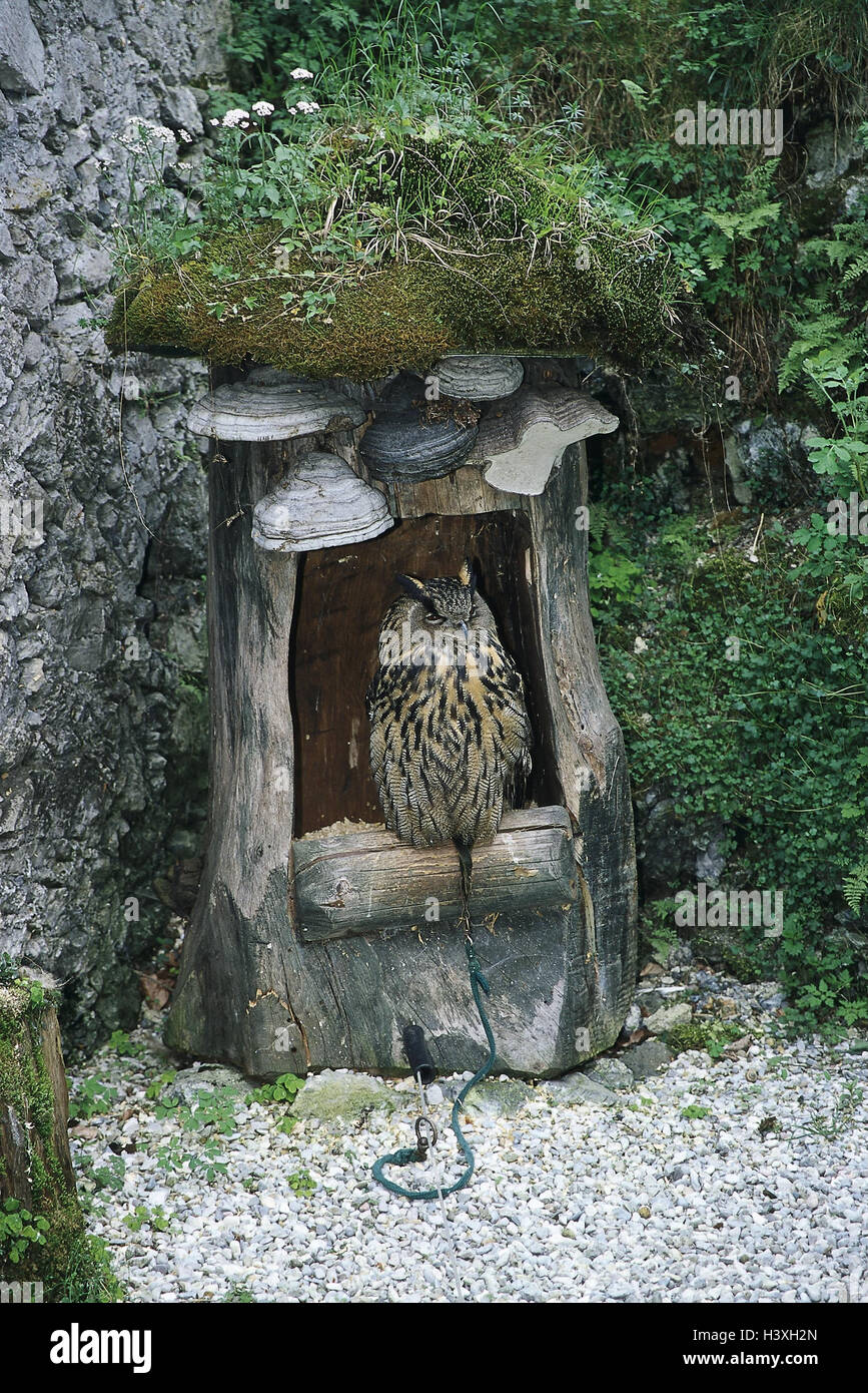 Presa di uccelli immagini e fotografie stock ad alta risoluzione - Alamy