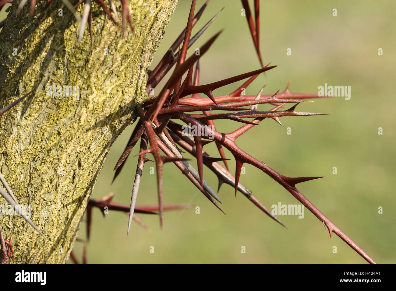 Arbusto o albero con spine immagini e fotografie stock ad alta ...