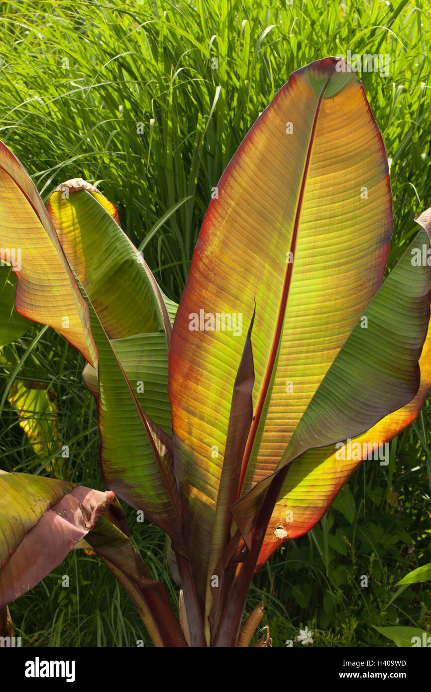 Musa species immagini e fotografie stock ad alta risoluzione - Alamy