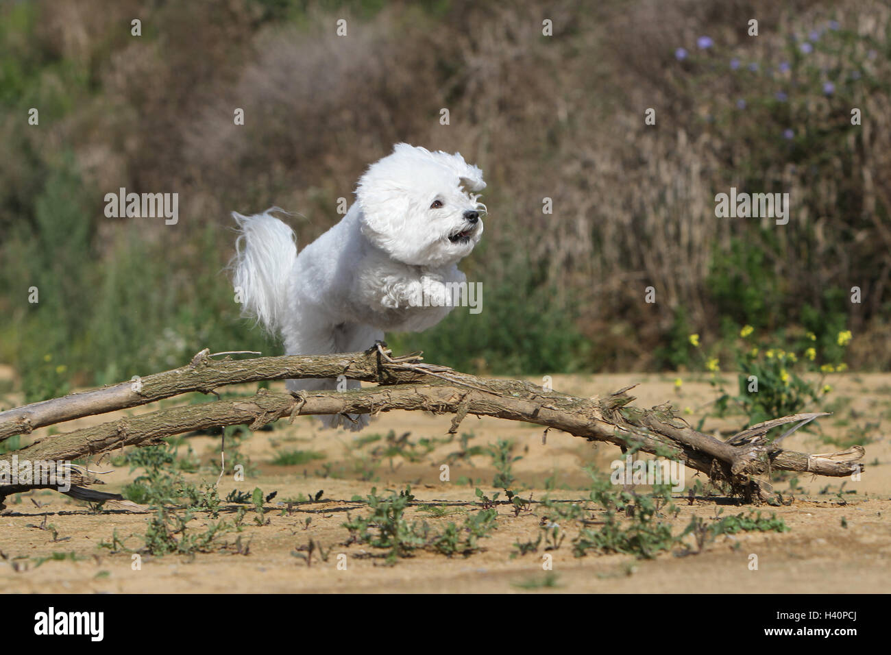 Cane Bichon Frise adulto jump jumping "al salto" oltre un legno tronco ...