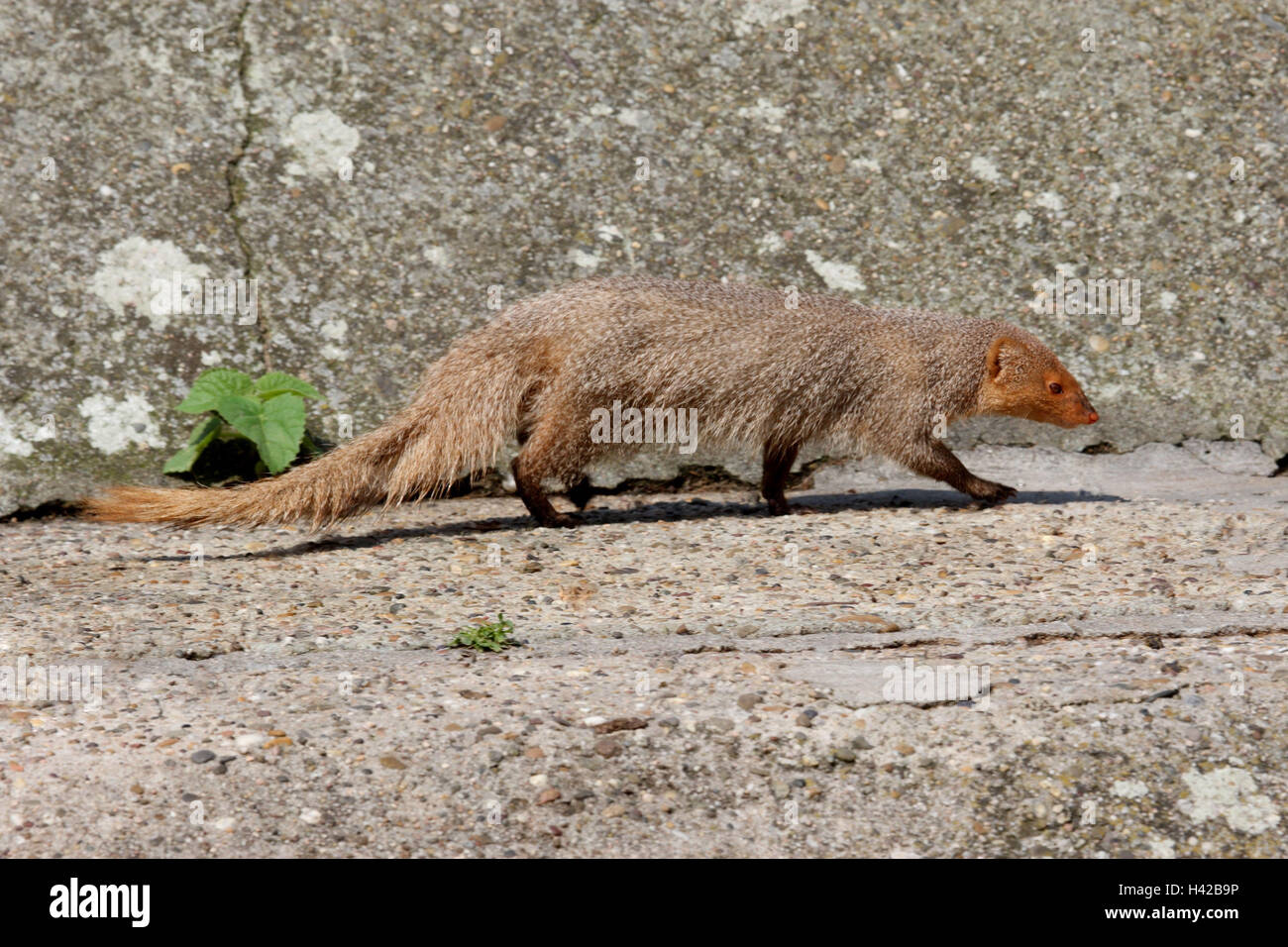 Mangusta selvatica immagini e fotografie stock ad alta risoluzione - Alamy