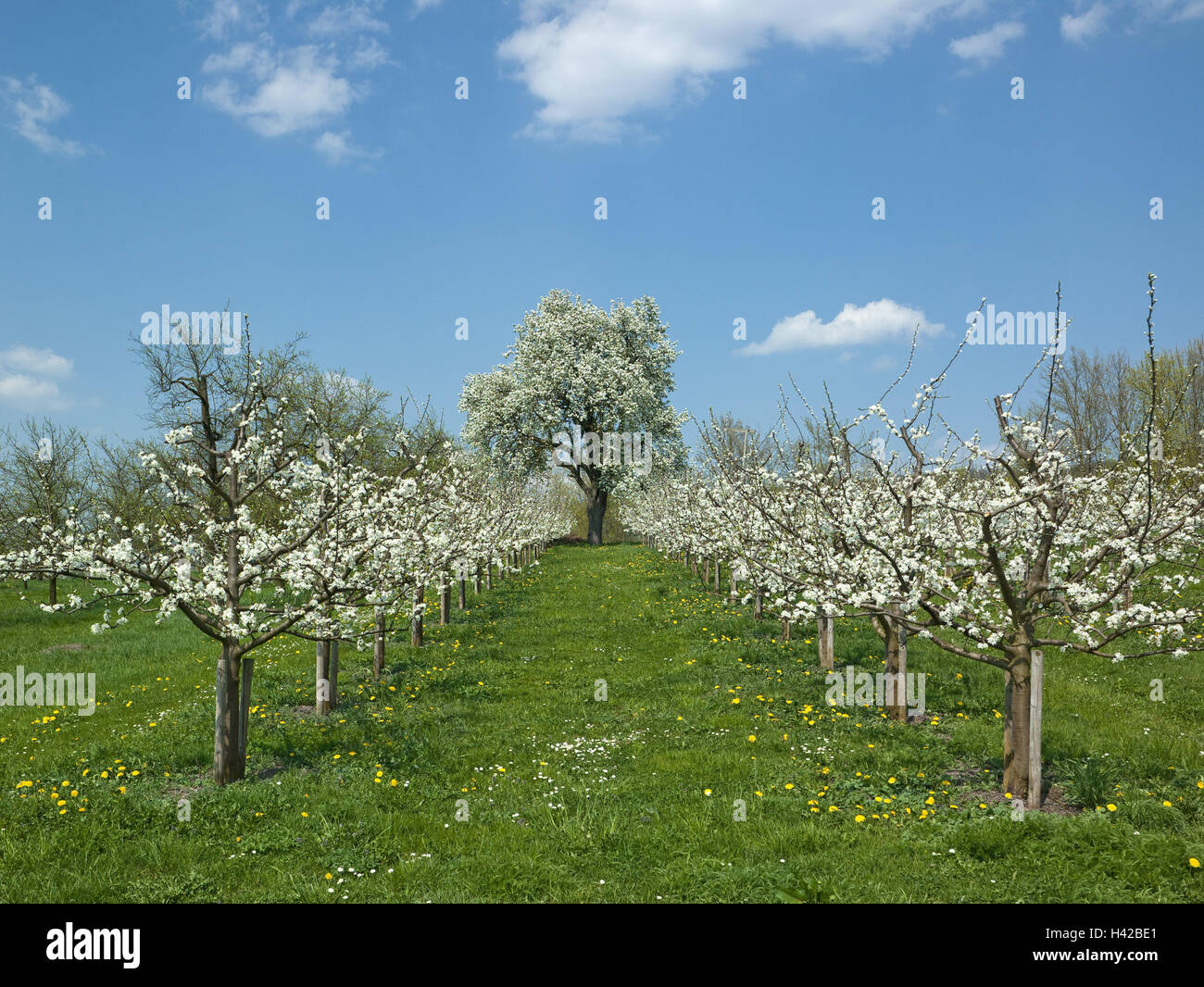 Prato, alberi da frutta, blossom, molla, alberi, albero serie, Pear ...