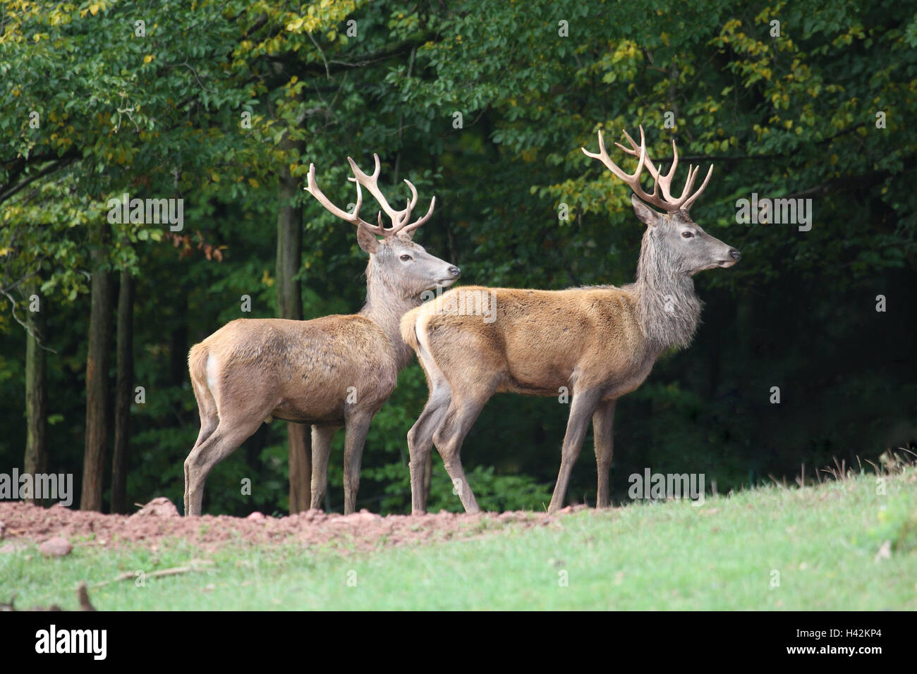 Animali Del Bosco Immagini e Fotos Stock - Alamy