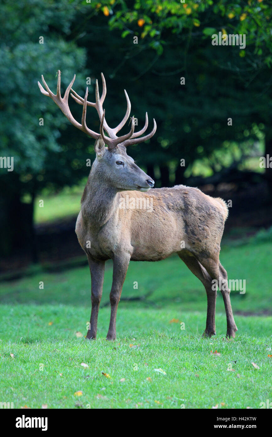 Animali del bosco immagini e fotografie stock ad alta risoluzione - Alamy