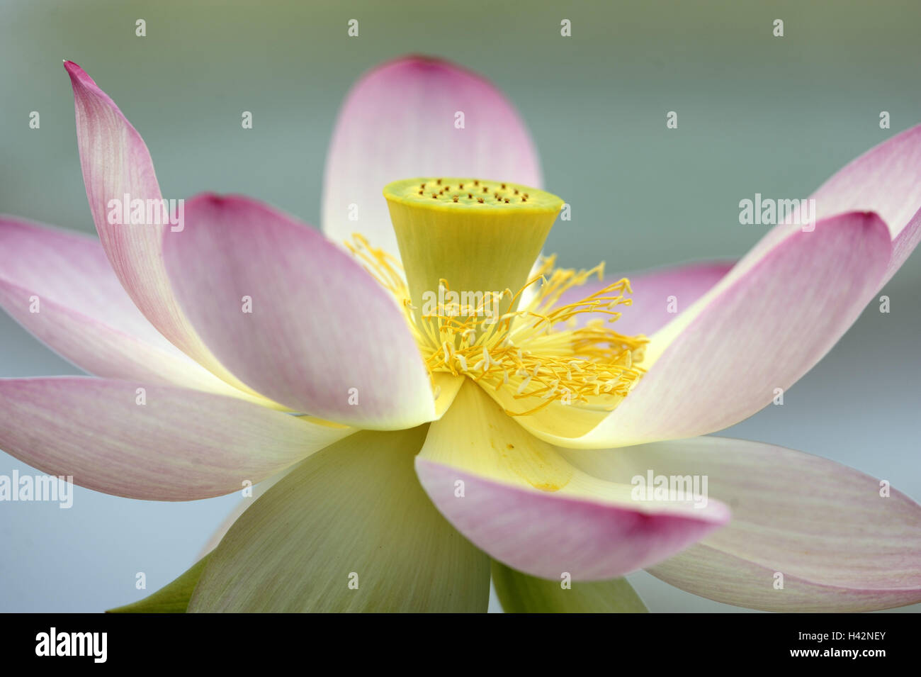 Periodo di polvere immagini e fotografie stock ad alta risoluzione - Alamy