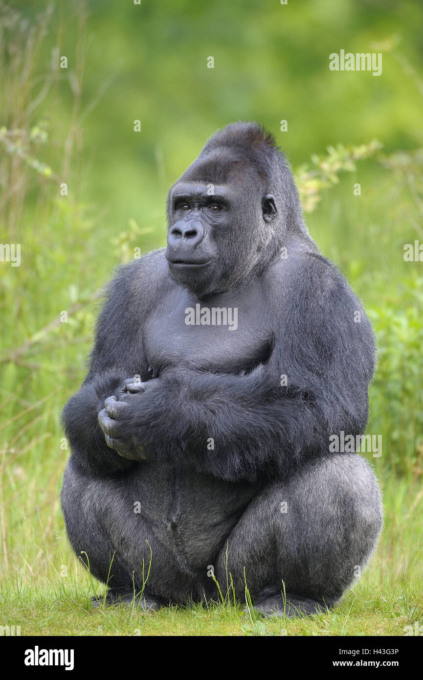 Pianura gorilla gorilla gorilla gorilla, Manly, argento dorsi, zoo ...