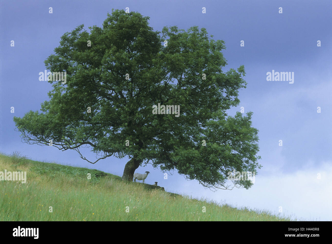 Quercus oak spec immagini e fotografie stock ad alta risoluzione - Alamy