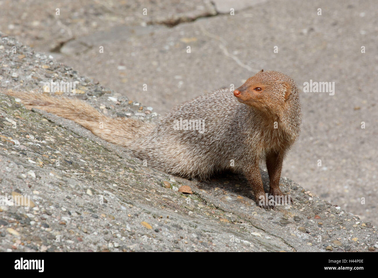 Herpestes edwardsii immagini e fotografie stock ad alta risoluzione - Alamy