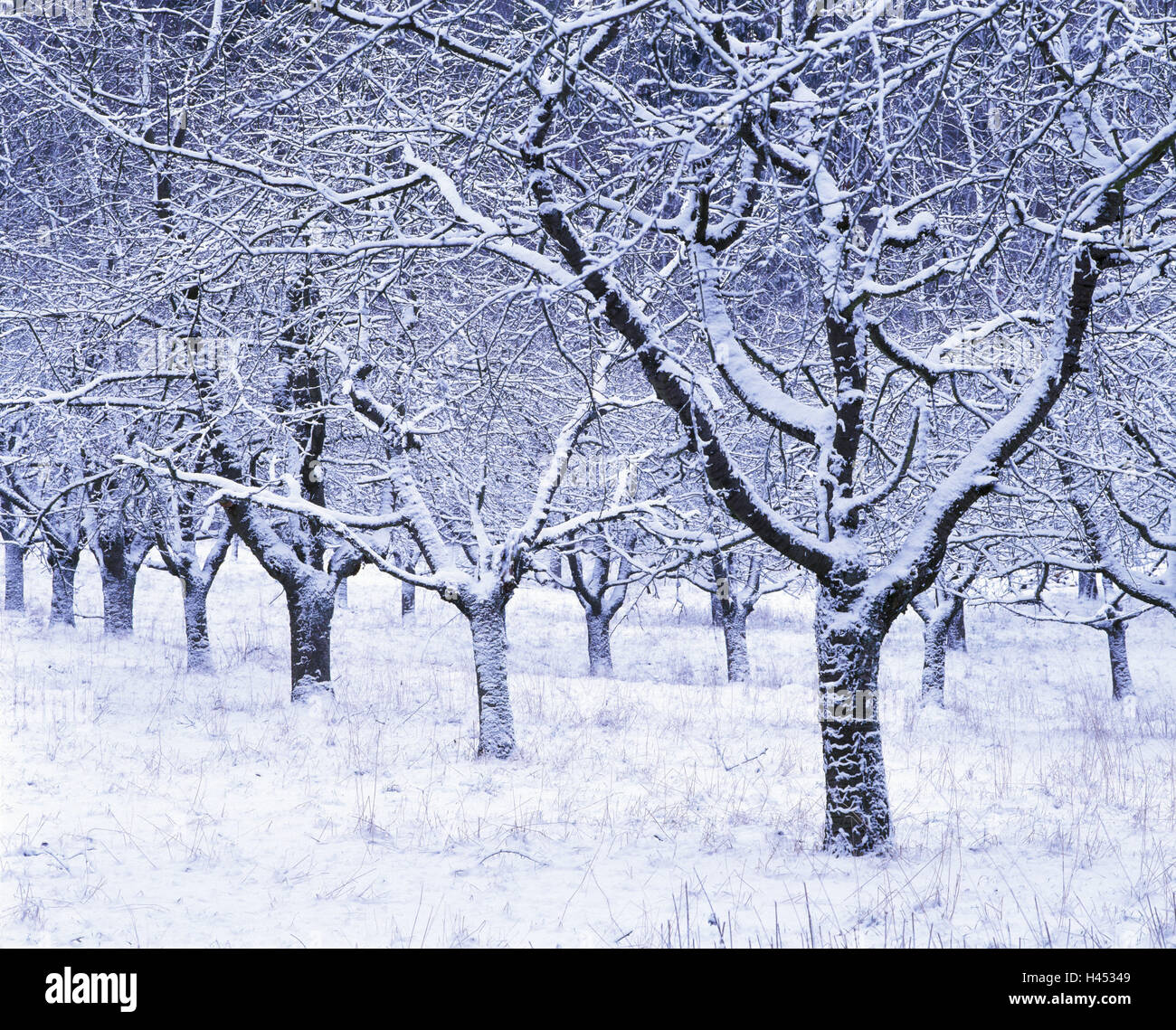 Gli alberi di ciliegio, inverno, neve, dettaglio, calvo, sfrondato ...
