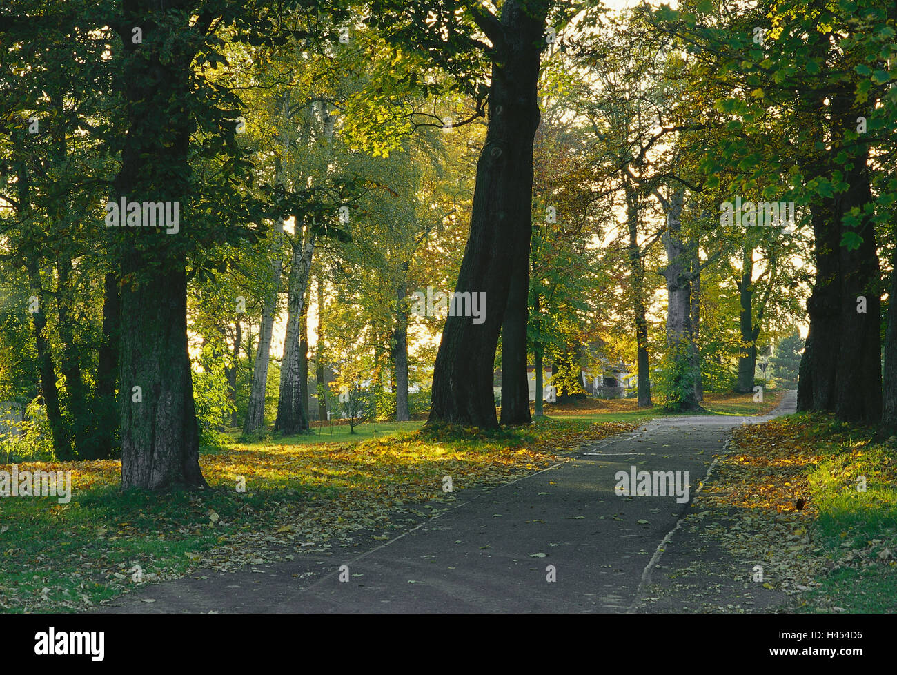 In Germania, in Baviera, la Corte nella hall, toad corte, street, bosco ...