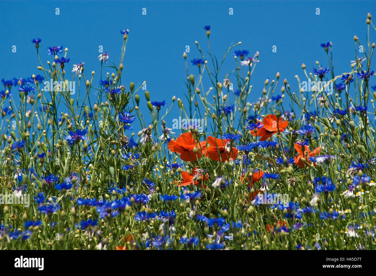 Poppy And Cornflower Immagini e Fotos Stock - Alamy