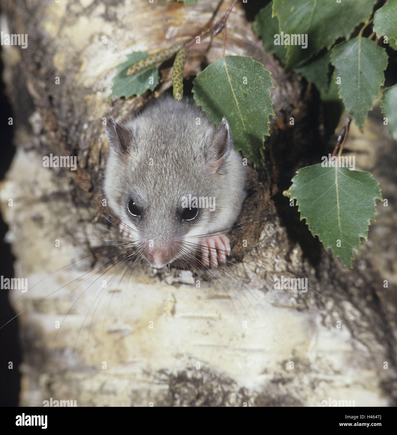 Tronco, knothole, ghiro, Glis glis, mondo animale, la fauna selvatica ...